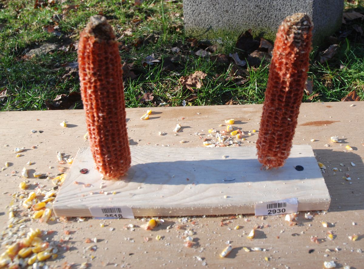 The Great GMO Corn Experiment – Food Science Institute