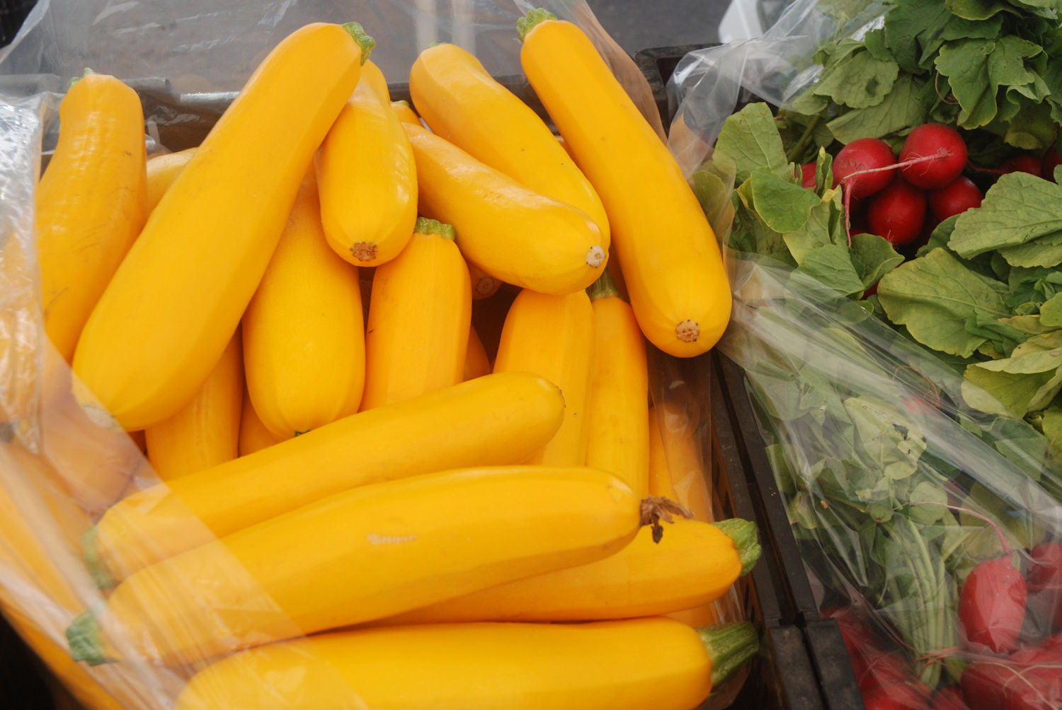 sport hill squash – Food Science Institute