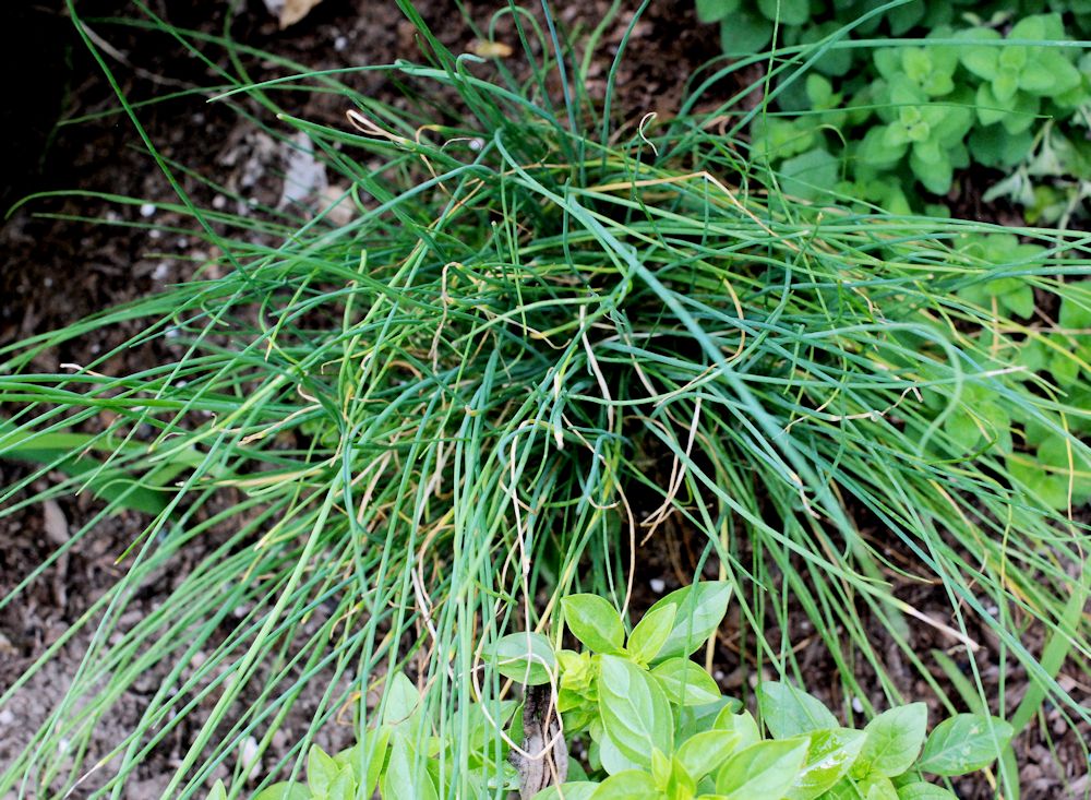 chives – Food Science Institute