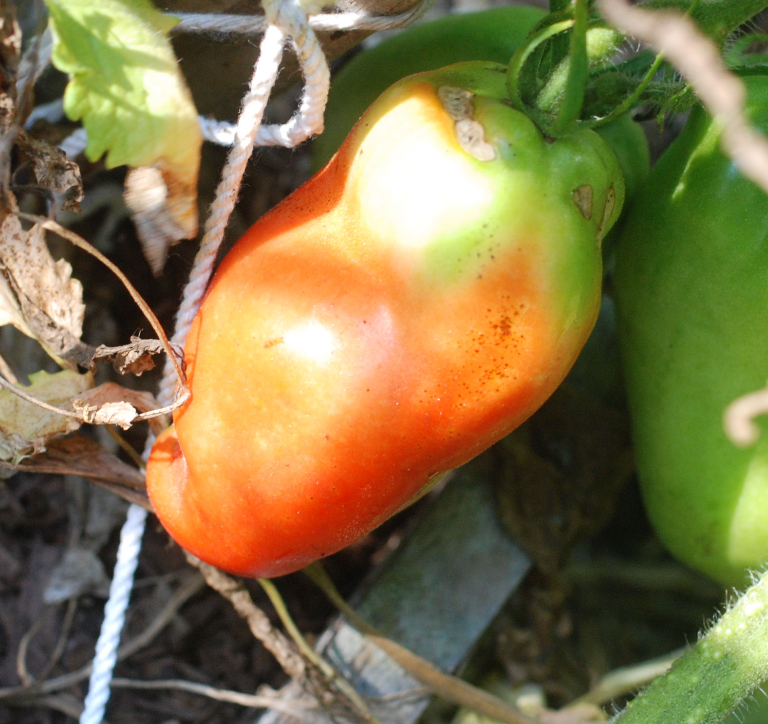 opalka – Food Science Institute