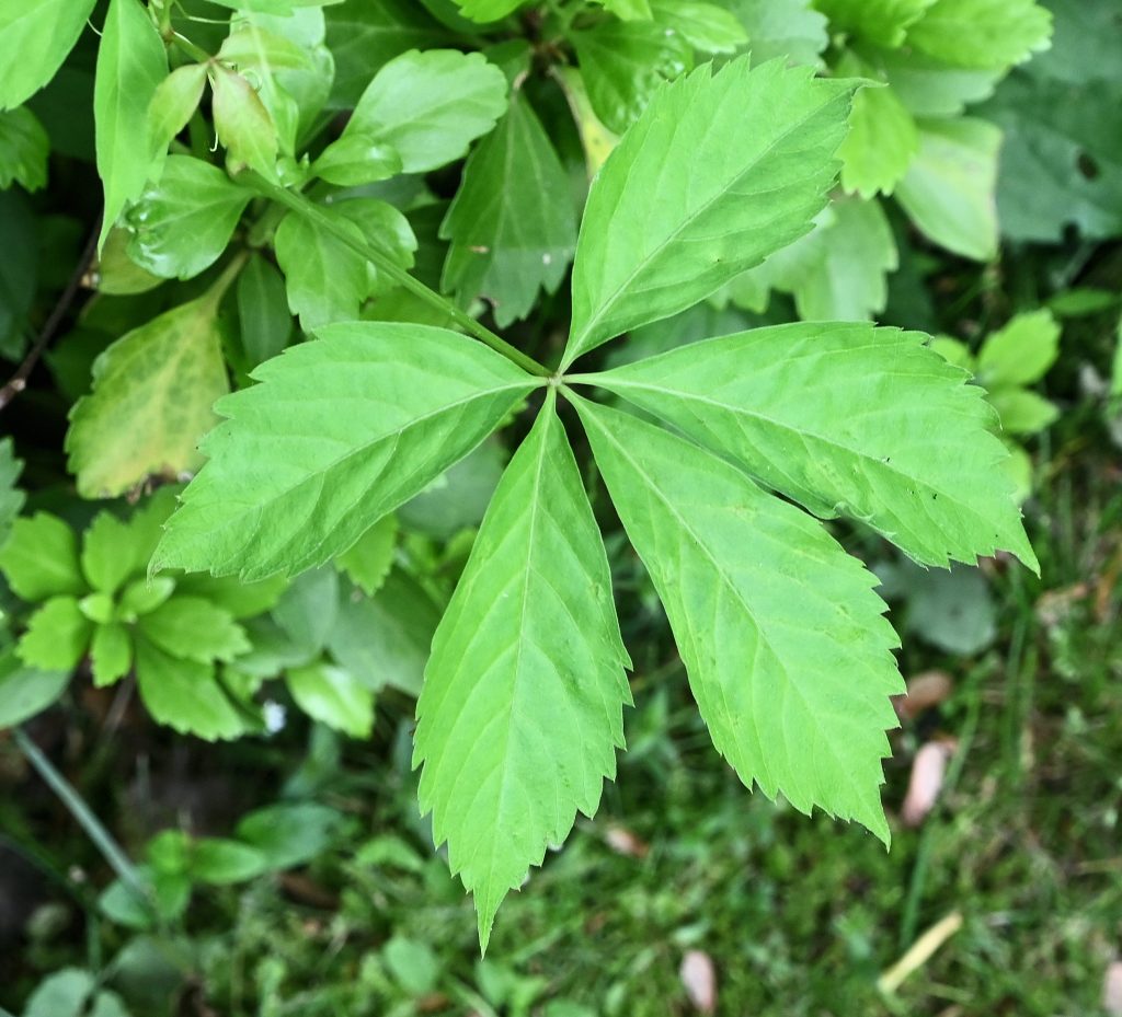 Is that poison ivy? – Food Science Institute