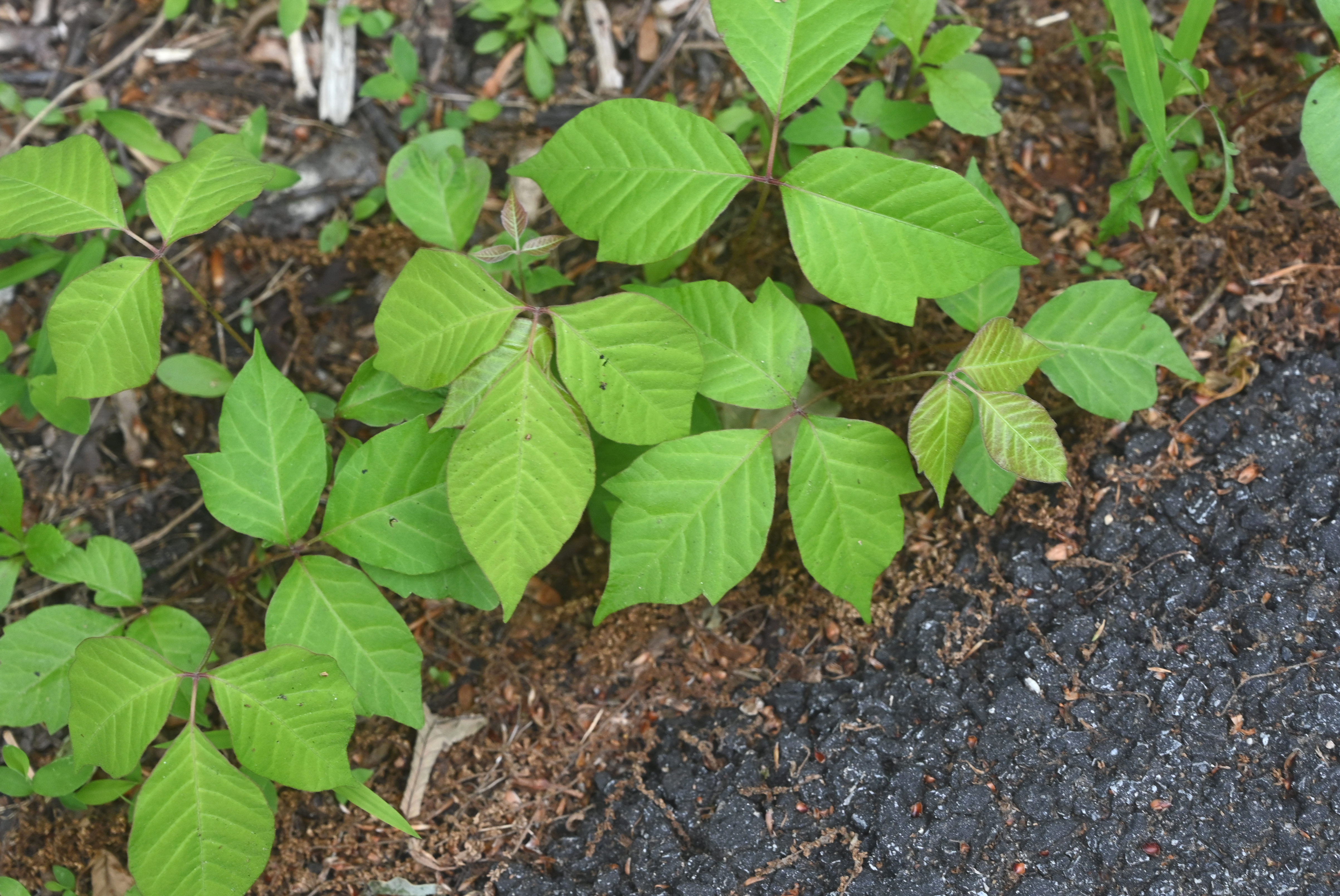 Is that poison ivy? – Food Science Institute
