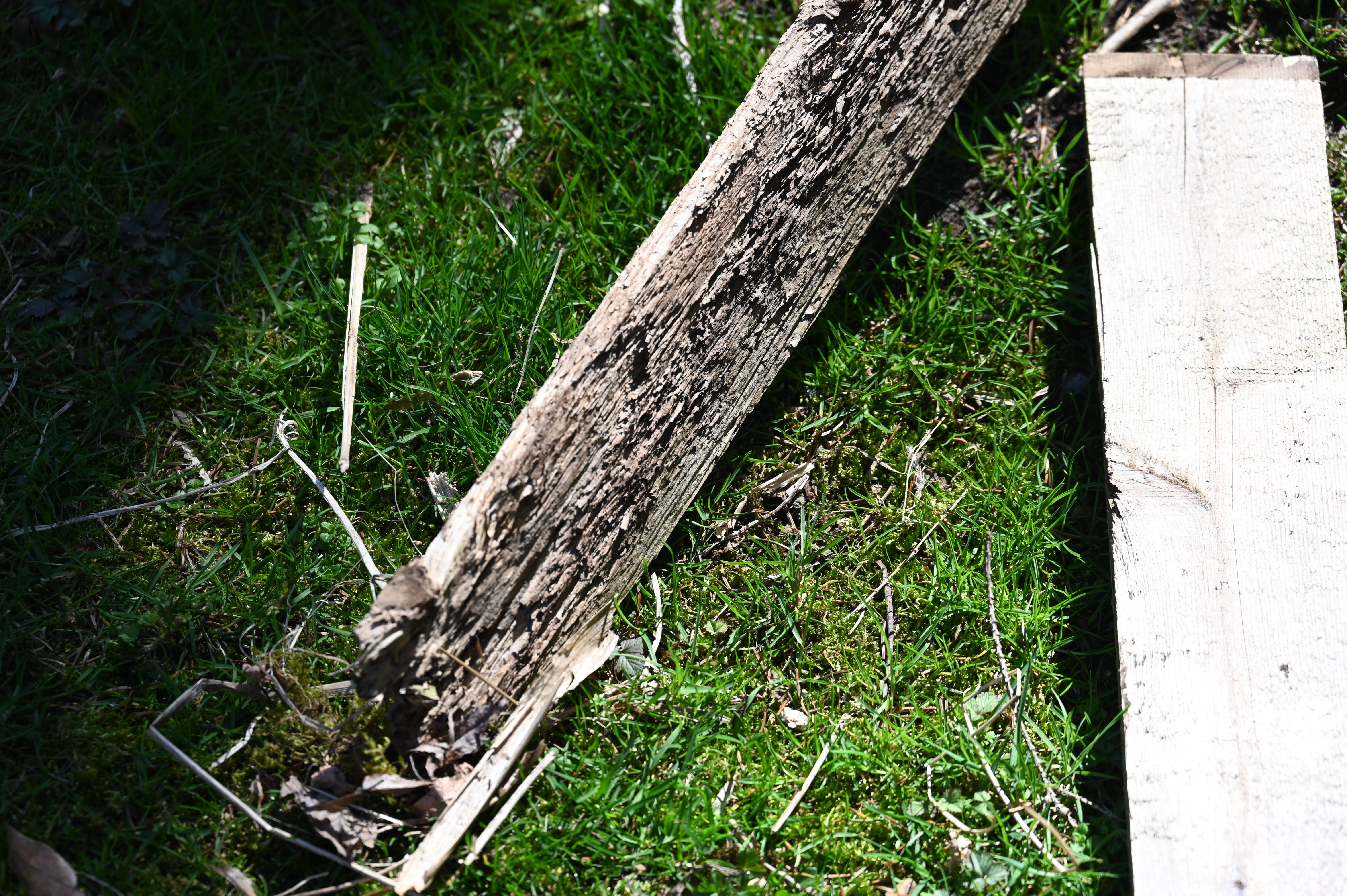 rotted-board – Food Science Institute